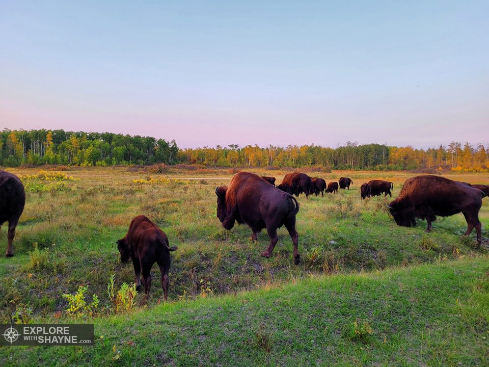 Manitoba Wildlife – Explore with Shayne
